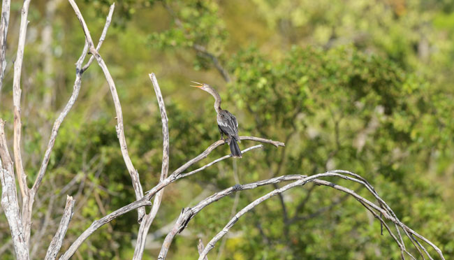 Bibliography on Pato aguja, Anhinga anhinga